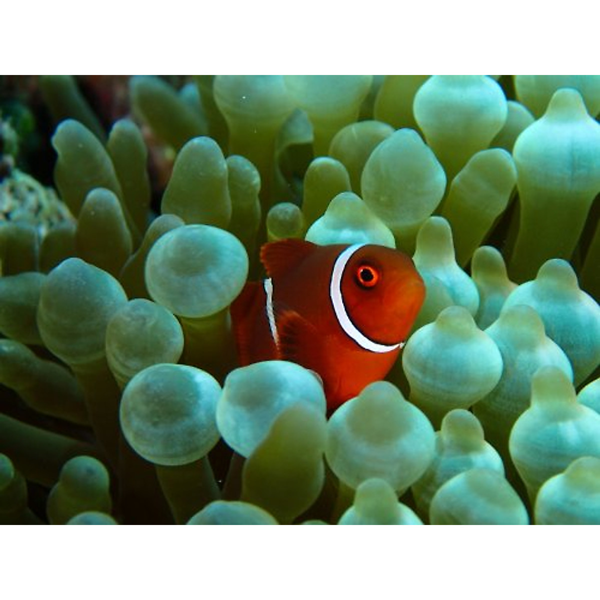 Olympus Stylus TOUGH TG-2 Digital Compact Camera - Black (12MP, 4x Wide Optical Zoom) 3 inch OLED - International Version (No Warranty)