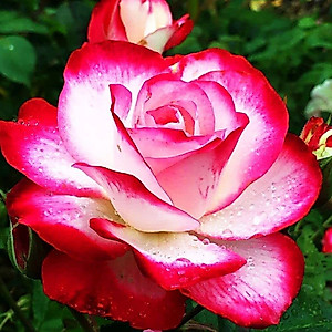 Rose Mix 100+ Seeds Flowers Planting for Outdoor Indoor