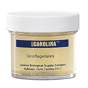 Dinoflagellates, Living