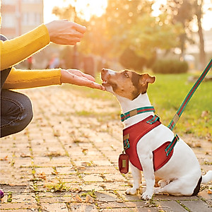 Rich Pooch Boutique Luxury Dog Bentley Harness Set in Red - Red Neoprene Padded Harness, Collar, Leash and Poop Holder Set Fits Small, Medium and Large Sized Dogs Free Poop Bag Included (M)