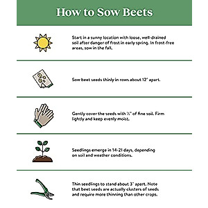 Burpee Detroit Dark Red Medium Top Beet Seeds 1000 seeds