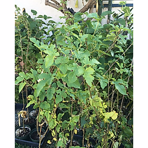 Pakistan Long Mulberry Tree - Morus Macroura Long Mulberry - Live Plant Not Dwarf