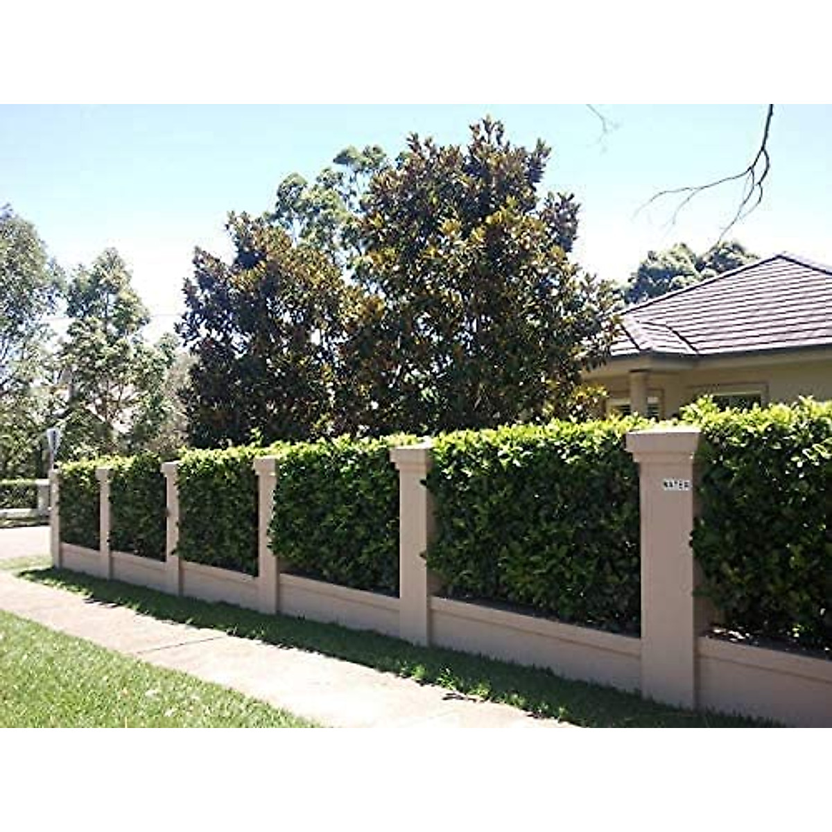 Sweet Viburnum Odoratissimum | 2 Live #1 Size Plants | Fast Growing Evergreen Privacy Screening Shrubs