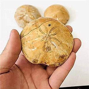 moonlightcrystal 1pc Polished Natural Ammonite Fossils Starfish Asteroid Fossils Specimen