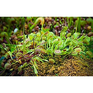 Live Venus Fly Trap Live Plant, Dionaea Muscipula, Venus Fly Trap Plant Decor, Sundew Carnivorous Plants Live Houseplants, Venus Fly Trap Terrarium Plants, Live Plants Indoor Plants by Plants for Pets
