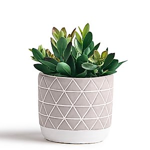 Kurrajong Farmhouse Artificial Plant | 8" Fake Plant for Desk Decor | Artificial Succulent in Pot | Fake Succulent | Faux Plant Indoor | Succulent Plant Artificial | Faux Succulent for Shelf Decor