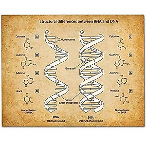 RNA & DNA - 11x14 Unframed Art Print - Makes a Great Science Room Decor and Gift Under $15 for Biologists and Biology Students