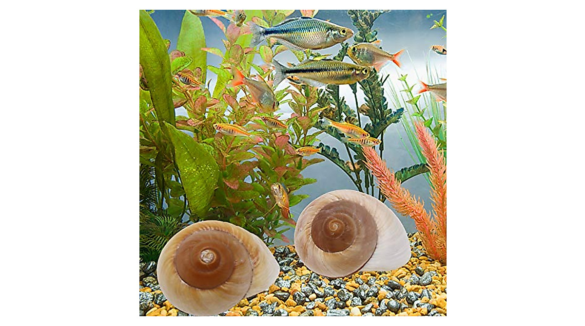 Buy 4 Pack Large Hermit Crab Shells for Your Aquarium
