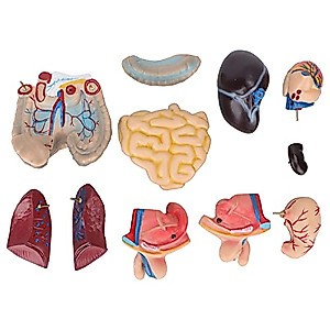 Body Internal Organs Model, Accurate Structure Human Torso Model for Hospital for School