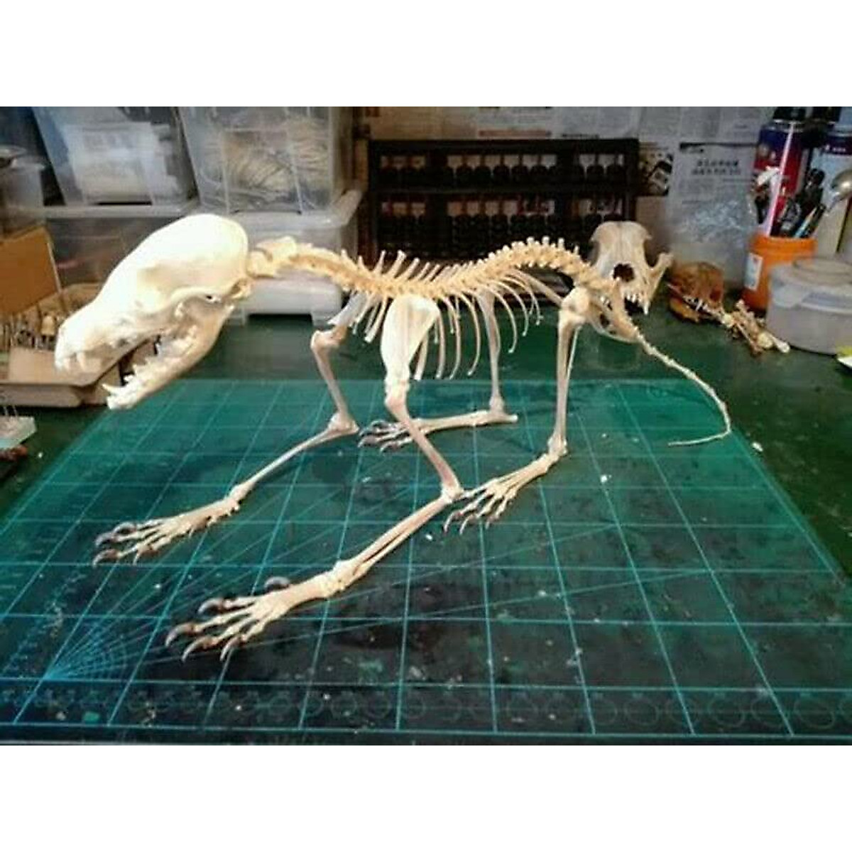 1Pcs Vulpes Vulpes Red Fox, Silver Fox, Cross Fox Skull Complete Animal Skeleton Specimen