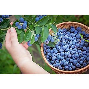 Blueberry Bush Seeds for Planting 250+ Seeds - Northern Blueberry, Vaccinium corymbosum - Made in USA, Ships from Iowa
