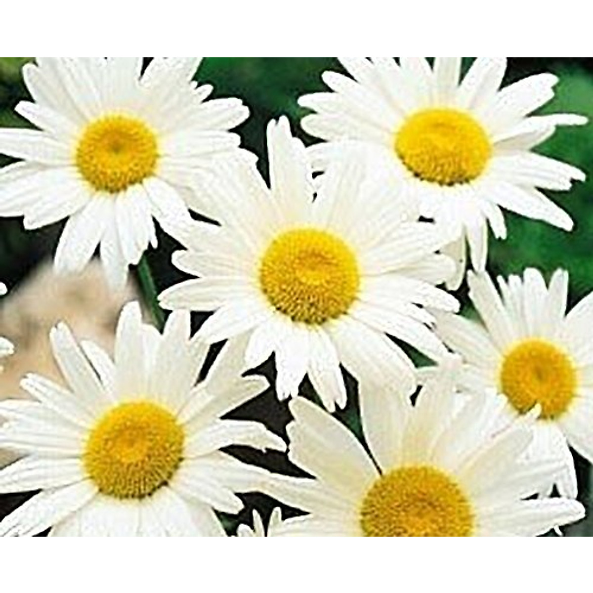 Shasta Daisy Alaska Nice Garden Flower Seeds (1/4 Lb Seeds)