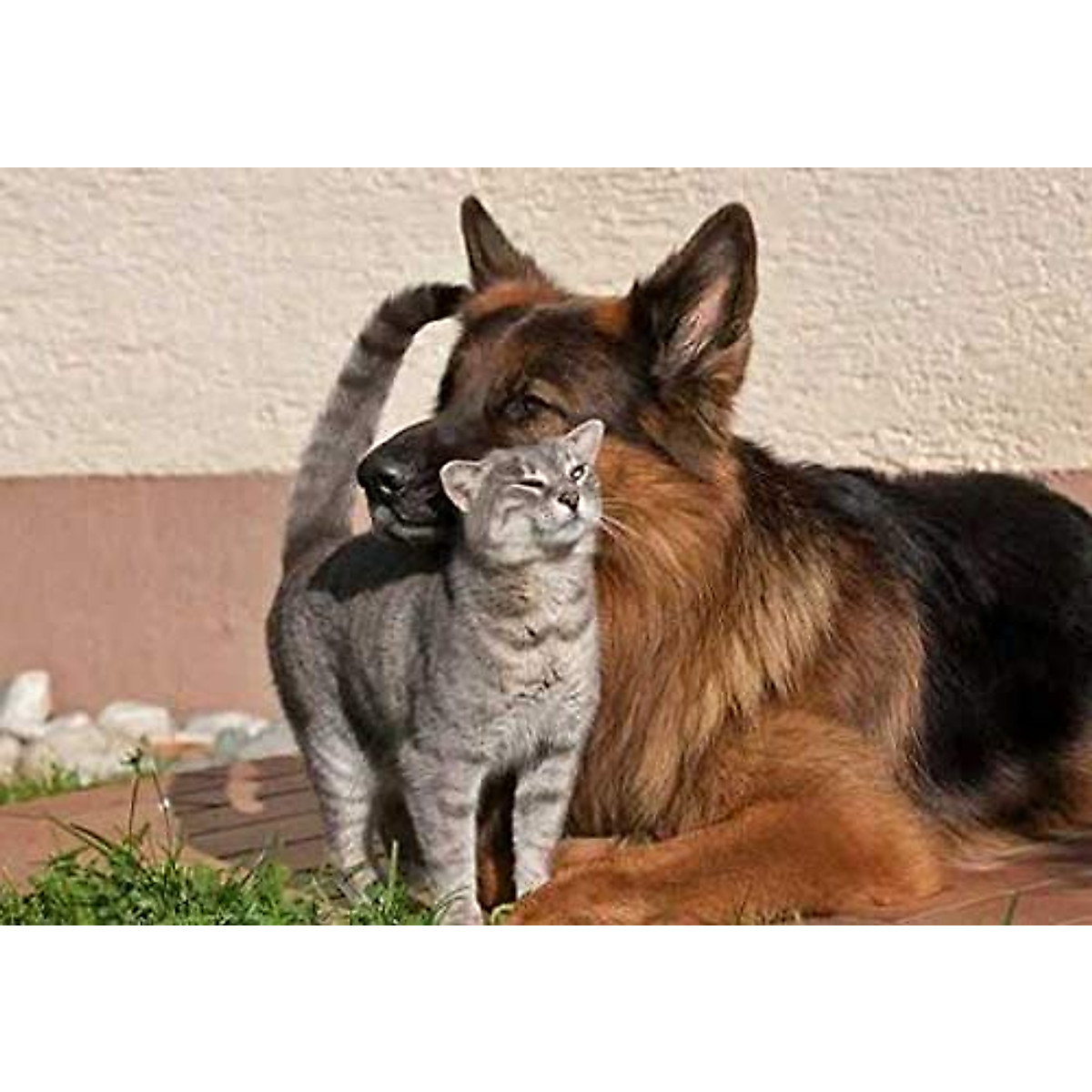 dog cartilage supplement - PET JOINT HEALTH - DOGS AND CATS - TURMERIC AND MSM - INCREASE MOBILITY - DECREASE INFLAMMATION - PREMIUM - glucosamine chondroitin turmeric msm for dogs - 1 Bottle (60 Tabl