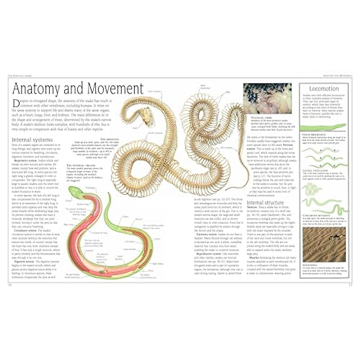 Snake: The Essential Visual Guide