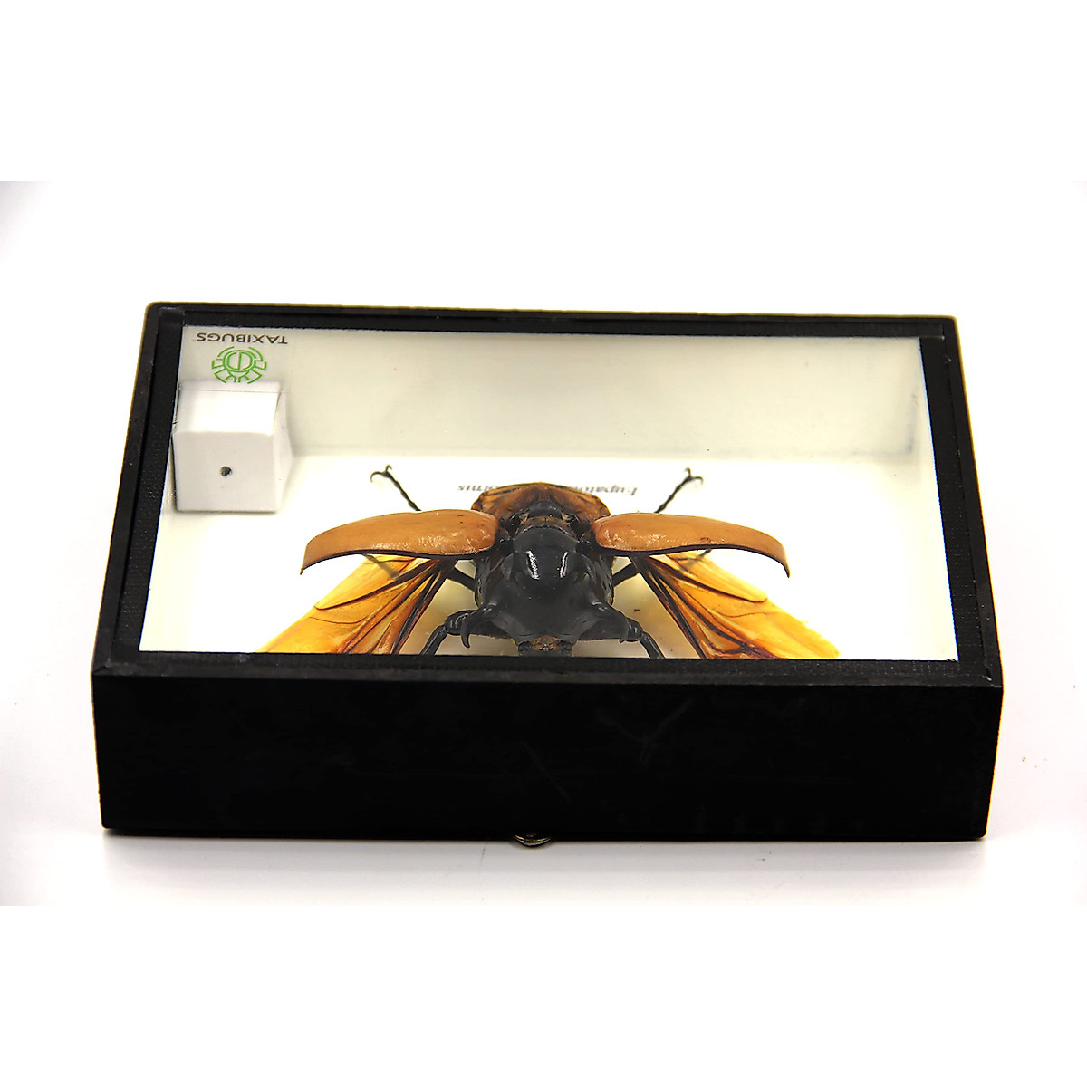 TAXIBUGS Real 5 Horned Beetle/Eupatorus Gracilicornis Flying Form Taxidermy in Transparent Box Display (Black Wooden Box)
