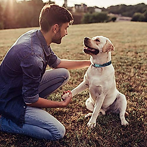 Personalized Dog Collar Adjustable Dog Collar Fadeproof Custom Embroidered with Pet Name and Phone Number, 11 Thread Color Options for Boy and Girl Dogs