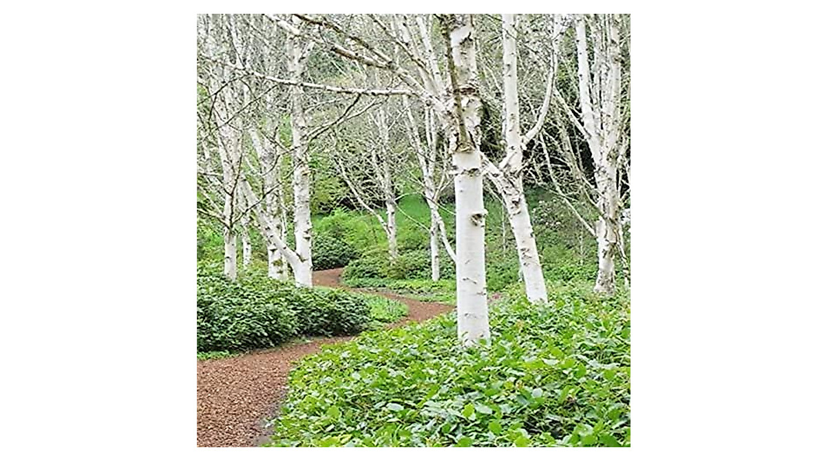 White Paper Birch Tree Seeds - Fast-Growing, Low-Maintenance Garden Tree
