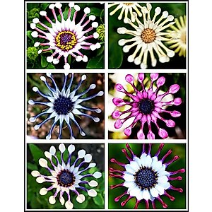 African Daisy Rare Blue Purple Daisy Flower Seed for Planting