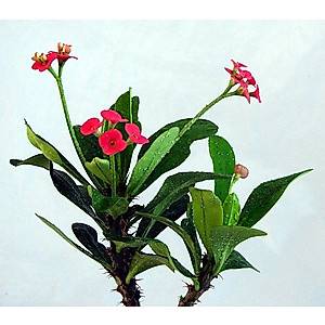 Red Crown of Thorns Bonsai Tree - Euphorbia splendens - Easter Plant