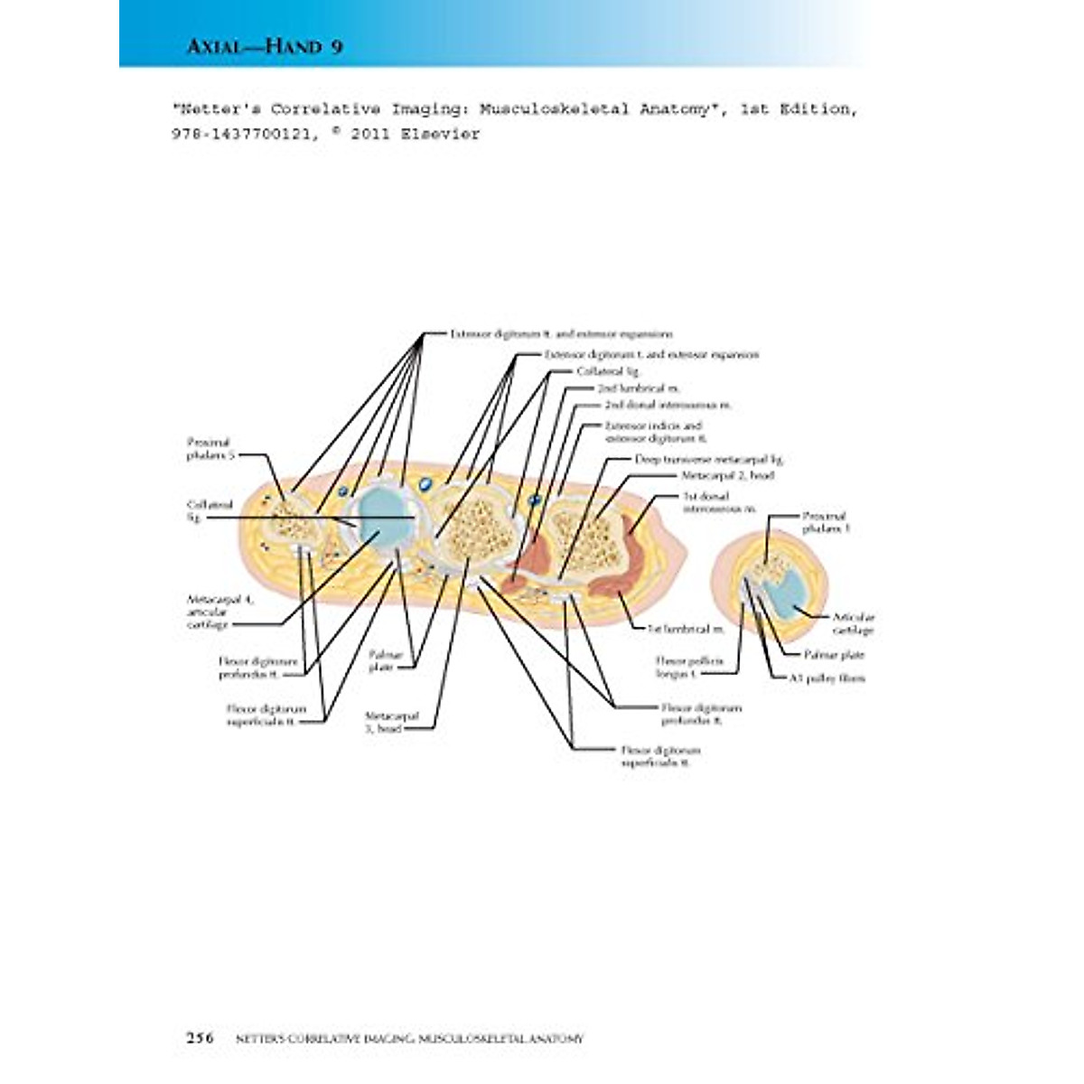 Netter's Correlative Imaging: Musculoskeletal Anatomy: with Online Access at www.NetterReference.com (Netter Clinical Science)