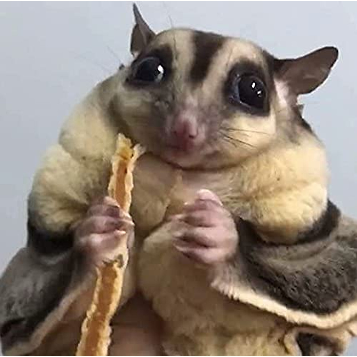 1 Pcs Fish Stick Flavor Sugar Glider Hamster Squirrel Chinchillas and Small Exotic Animals/Pet Sandwich Snacks and Food (33g)