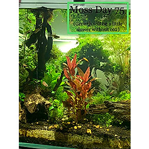 Christmas Moss Vesicularia Montagnei Live Freshwater Aquarium Plants Buy 2 Get 1