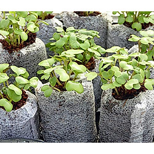 Garden Starter Kit - DIY Seedling Starter for Tomatoes, Peppers, Cucumber Planting (4 Tray)