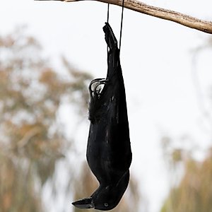 Noamus 17 Inches Realistic Hanging Dead Crow, Lifesize Extra Large Black Feathered Crow, Fake Decoy Raven for Garden Halloween Decorations Birds, Artificial Handmade, Model, Party Props
