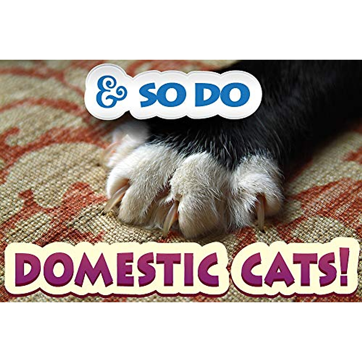 Pet MasterMind Claw Withdraw Cat Scratch Training Spray, Indoor Anti-Scratch - 4oz