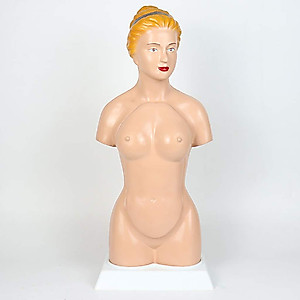 KINOFU Educational Model, Assembly Educational Model 45Cm Torso Model Human Torso Anatomical Model Decomposable Human Internal Organ Science Model for School,Education Teaching Aids