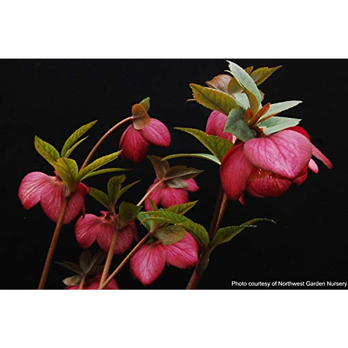 Perennial Farm Marketplace Helleborus x W.J. 'Ruby Wine' (Lenten Rose) Perennial, 1 Quart, Burgundy Flowers