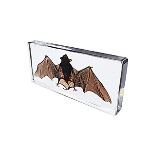 Large Taxidermy Real Bat Specimens Animal Specimen in Resin for Science Classroom Science Education Large (5.5x2.5x0.7 Inch)
