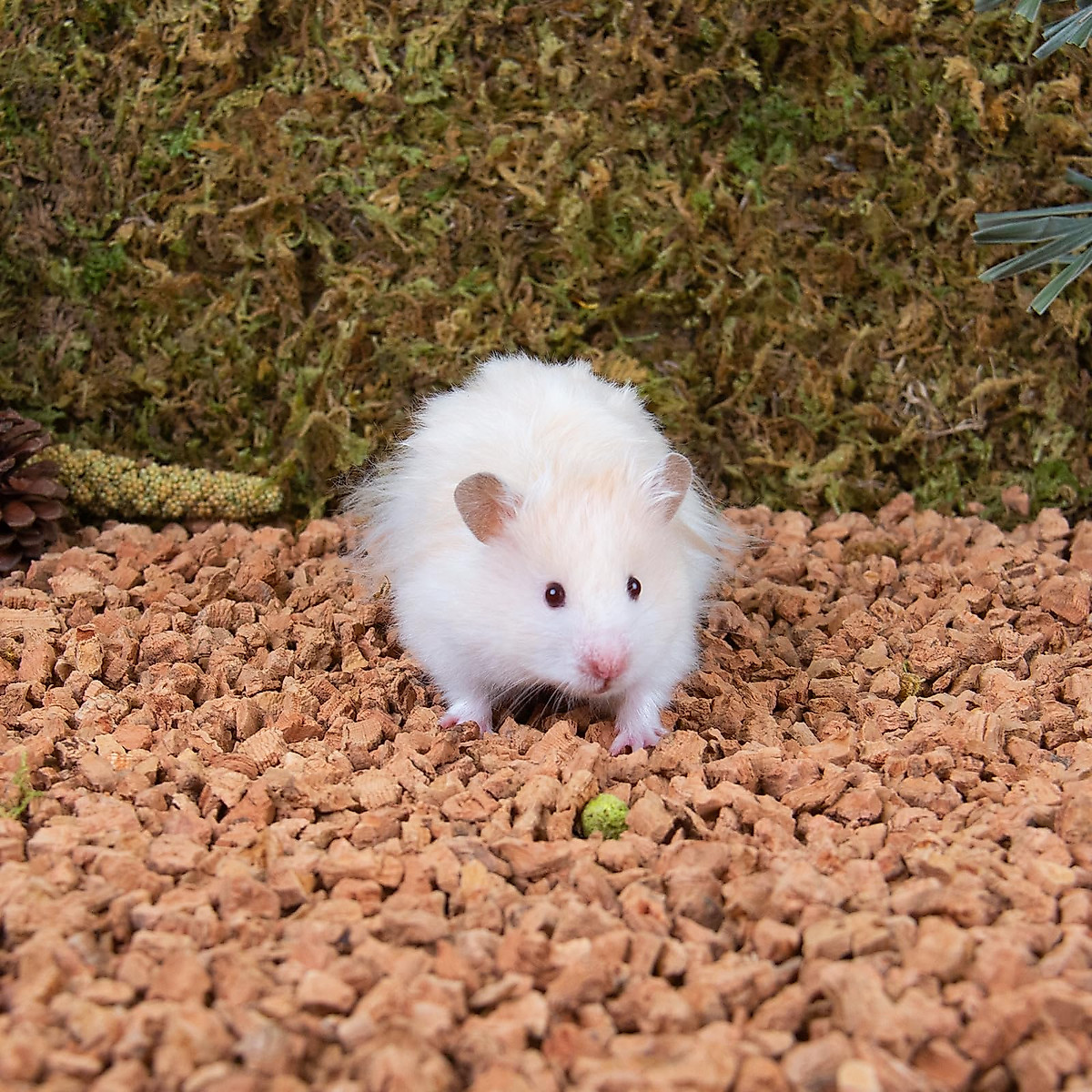 Rubor Hamster Bedding Natural Cork Granule Pet Litter for Hamster Chinchillas Gerbil Mice Degu Small Animals-No-Dust