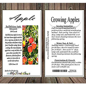 Big Pack - (500) Red Delicious Apple - Malus pumila Tree Seeds - Very Cold Hardy in Zones 3-8 by MySeeds.Co (Big Pack - Paradise Apple)