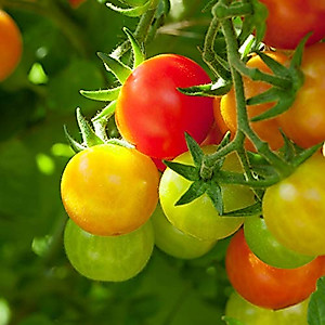 The Old Farmer's Almanac Organic Tomato & Vegetable Plant Food Fertilizer (Covers 250 Sq Ft - 2.25 Lbs)