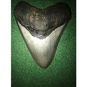 Megalodon Shark Tooth Fossil 5 to 5 1/2 Inches Millions of Years Old
