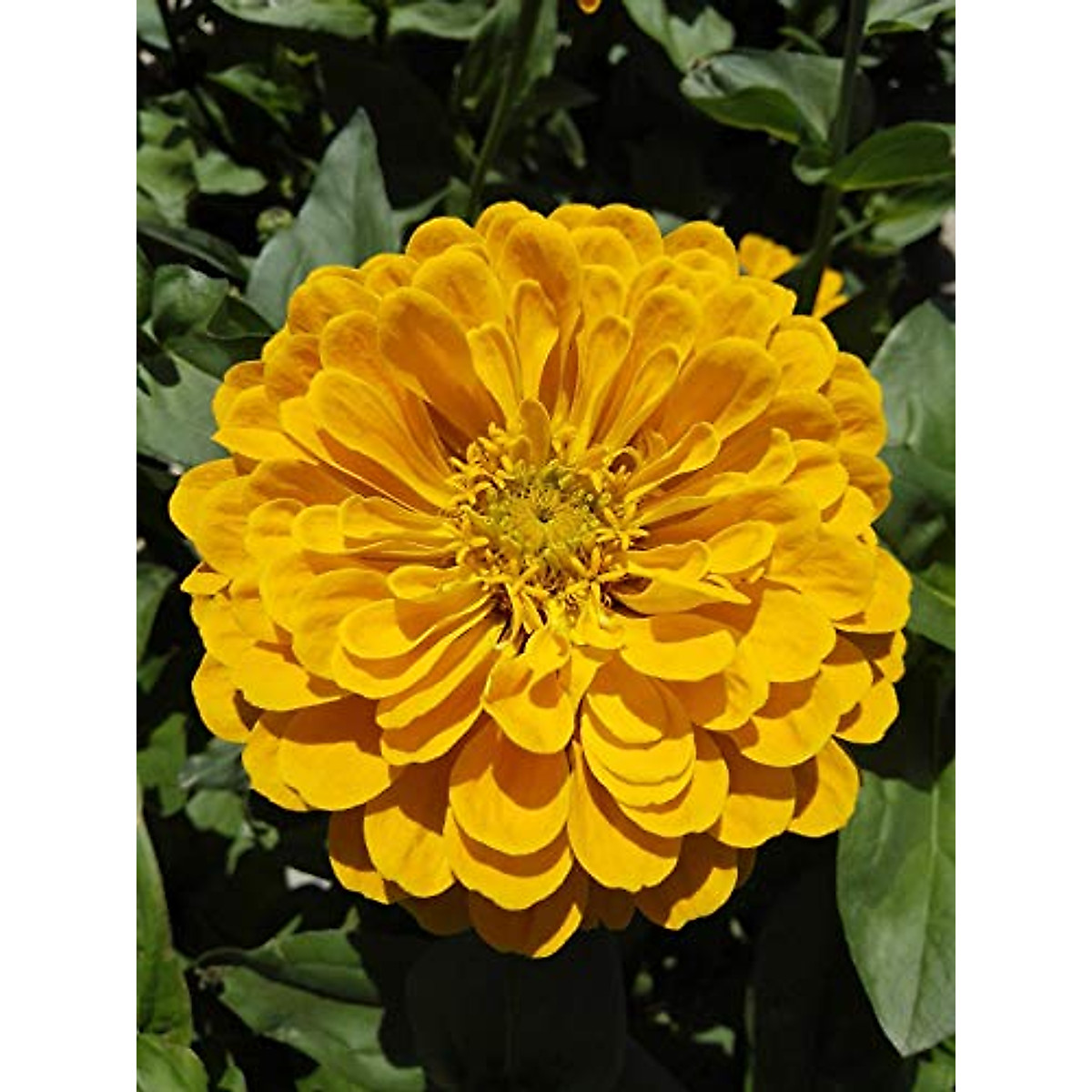 150+ Mixed Double Zinnia Seeds Flower Garden Big Bright Beautiful Variety Butterfly