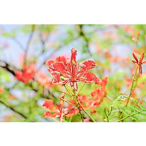 Bonsai Tree Seeds kit 5 Varieties of Non GMO Heirloom Bonsai Starter Kit , Blue Spruce, Black Pine, Sakura Seeds, Redwood Tree, Flame Tree, 5pcs Plant Markers, 5pcs Seeding Soil Block