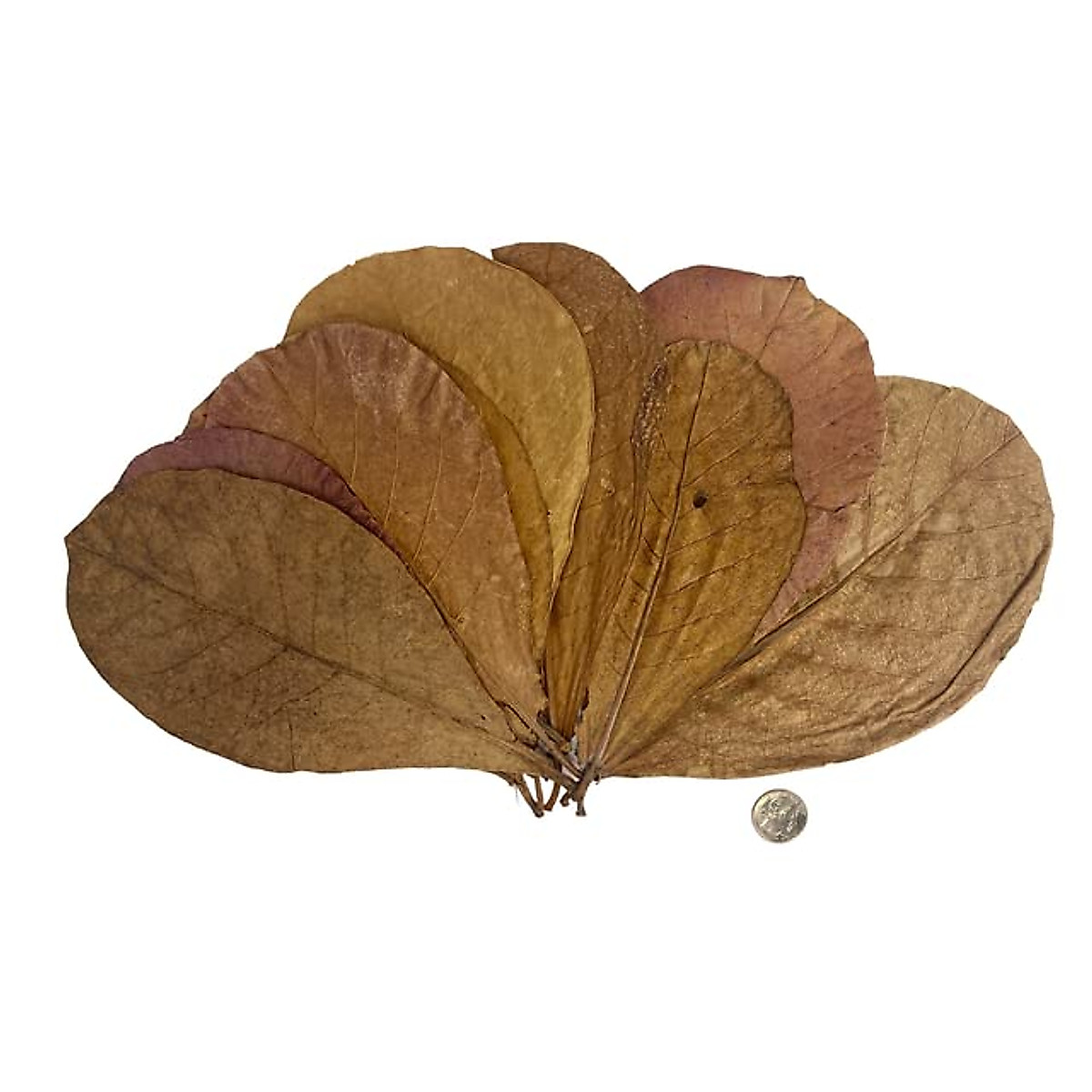 Snout and Shell 10 Indian Almond Leaves 19-25cm (7''-10'') Botanical Leaves for Aquarium Fish, Shrimp & Terrarium Pets - Mineral Source, Decor & Healthy Environment, Brown