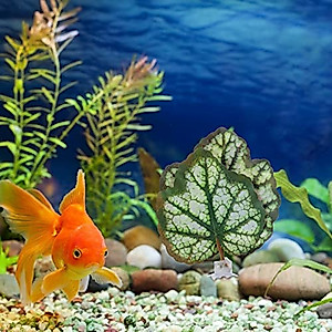 iplusmile Betta Fish Leaf Hammock- 2Pcs Aquarium Betta Fish Leaf Pad Fish Tank Resting Leaf with Suction Cups Hammock Breeding Bed for Beta Tank Decorations Green