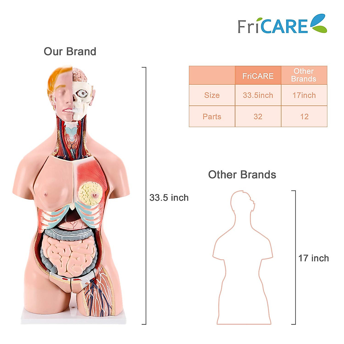 FriCARE Anatomy Model Human Body, Torso Anatomical Models for Medical Students Study Science High School Education Kids, Life Size with Internal 32 Removable Organ