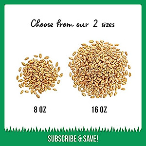 The Cat Ladies 100% Organic Cat Grass Seed (Non GMO)