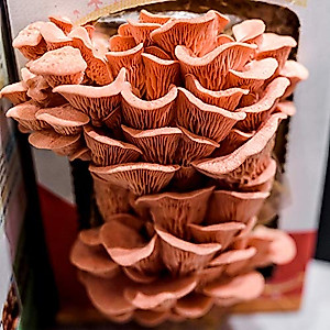 Back to the Roots Organic Pink Mushroom Grow Kit, Harvest Gourmet Mushrooms In 10 Days