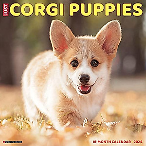 Willow Creek Press Corgi Puppies Monthly 2024 Wall Calendar (12" x 12")