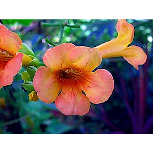 Indian Summer Trumpet Vine Plant - Campsis - 2.5" Pot