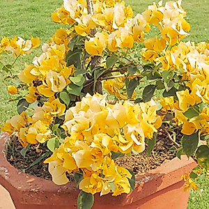Bougainvillea Seeds Fast Growing Woody Flowering Vine or Shrub Attracts Bees & Butterflies Border Bonsai Ground Cover Trellises Pergolas 105Pcs Flower Seeds by YEGAOL Garden