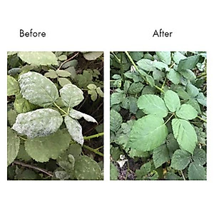 LOST COAST PLANT THERAPY New Plant Therapy Organic Fungicide, Insecticide, Miticide Natural Plant Protection Concentrate - 2.5 gallon