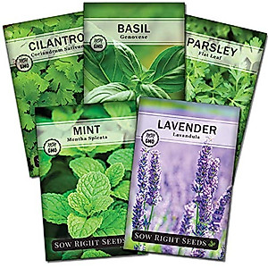 Sow Right Seeds - Most Popular Herb Garden Seed Collection - Mint, Lavender, Genovese Sweet Basil, Cilantro, and Parsley Seeds for Planting; 5 Individual Packets