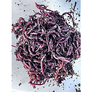 Nature's Dream Ranch 100 Count Live Red Wiggler Earthworms Vermicomposting Garden Red Wrigglers - Farm Composting, Educational, Pet Feed, Kid Experiment EW001-100