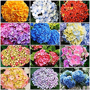 50 Pcs Mixed Color Multicolor Hydrangea Macrophylla Seed Bonsai Flower Plant Wedding Seeds
